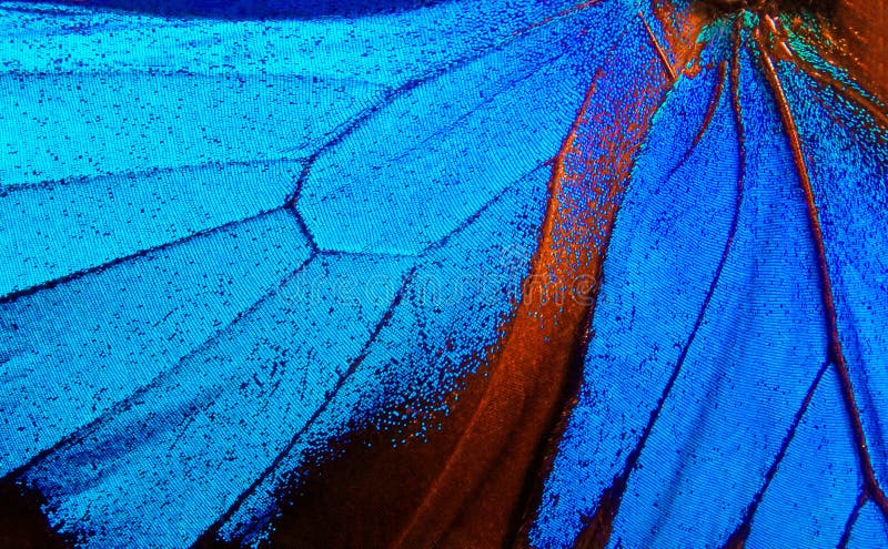 Ali Della Farfalla Ulysses Closeup Immagine Stock - Immagine di ...