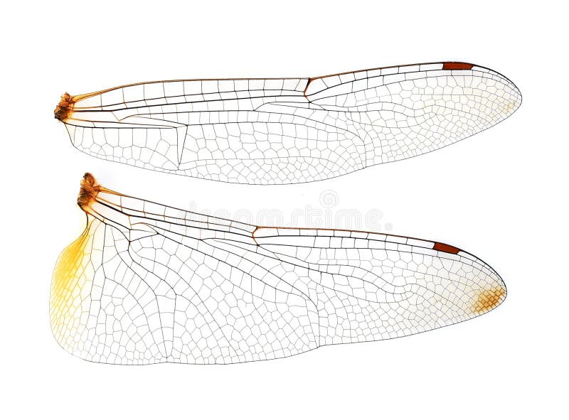 Ali Della Libellula Su Fondo Bianco Fotografia Stock - Immagine di ...