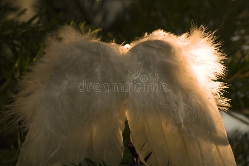 Ali di angelo fotografia stock. Immagine di natale, santo - 1522646