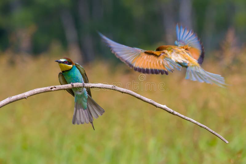 Ali Di Diffusione Del Ape-mangiatore Fotografia Stock - Immagine di ...