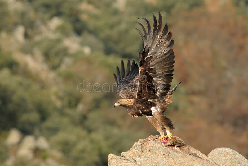 51,610 Ali Aquila Con Le Foto stock - Foto stock gratuite e royalty ...