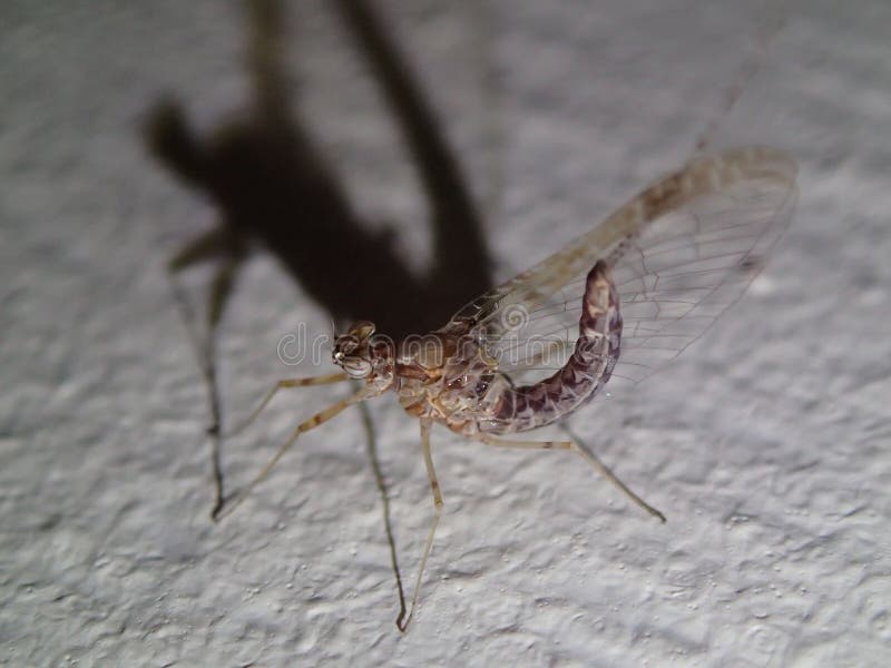 Insetto Con Le Ali Trasparenti Immagine Stock - Immagine di erba ...