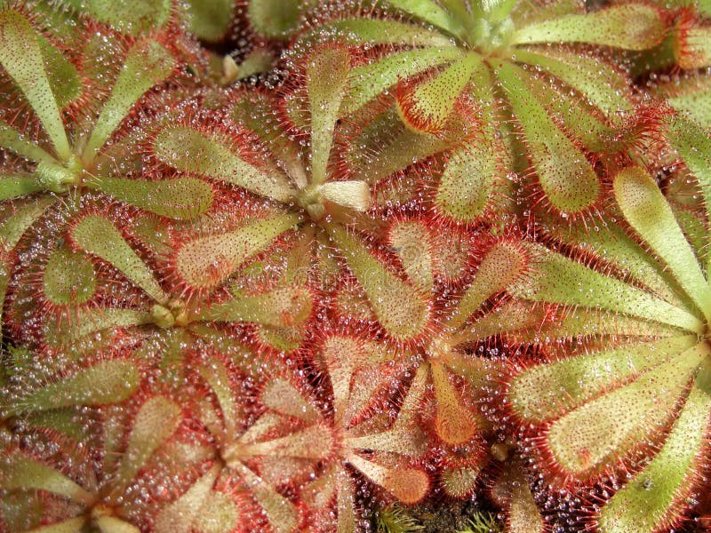 Alice sundew stock image. Image of plant, sundew, leaves - 2994651