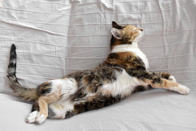 Alico Cat Sleeping Upside Down on the Sofa at Home. Stock Photo - Image ... Alico Cat Sleeping Upside Down on the Sofa at Home. Stock Photo - Image ...