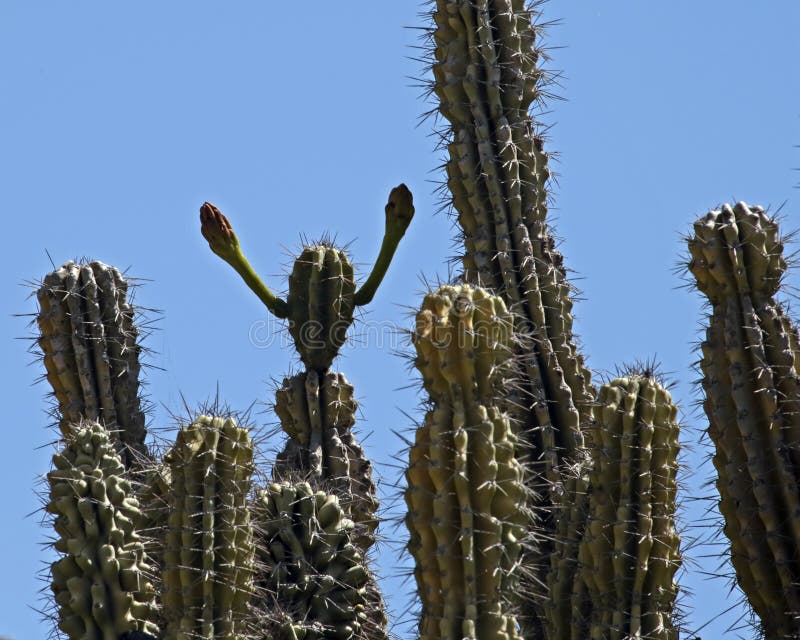 Alien Cactus stock photo. Image of desert, cacti, poster - 10770588