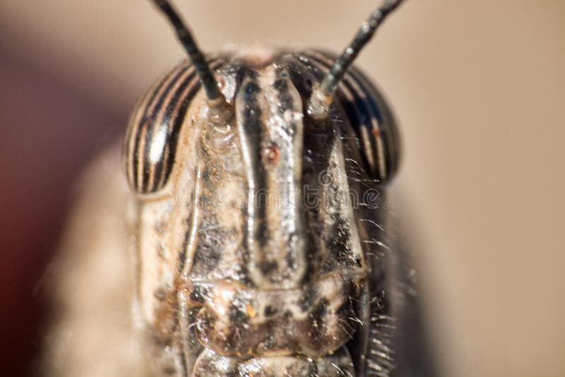 Macro Front of Grasshopper Head Stock Image - Image of insect, head ...