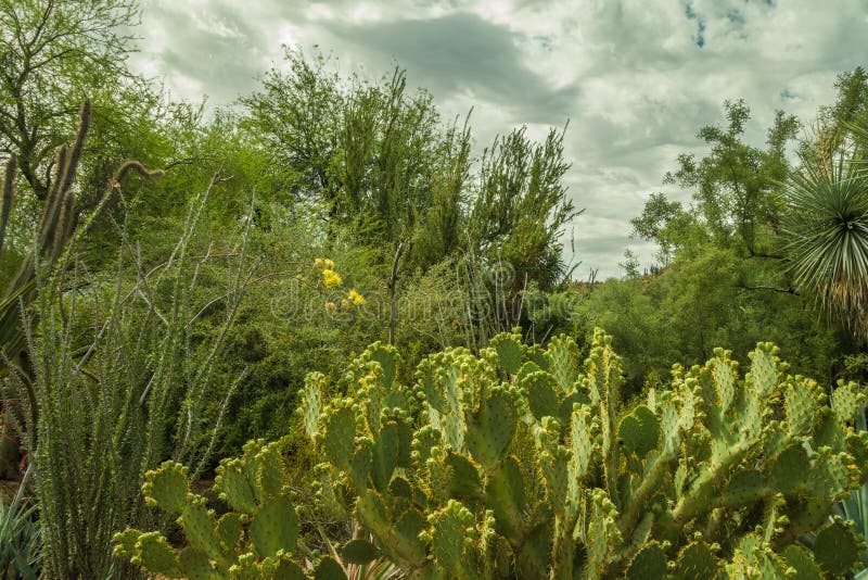 The Alien and Beautiful Life of the Arizona Desert in the Spring Stock ...