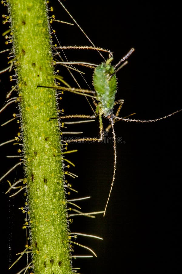 Alien bug. stock photo. Image of wildlife, macro, closeup - 63371414
