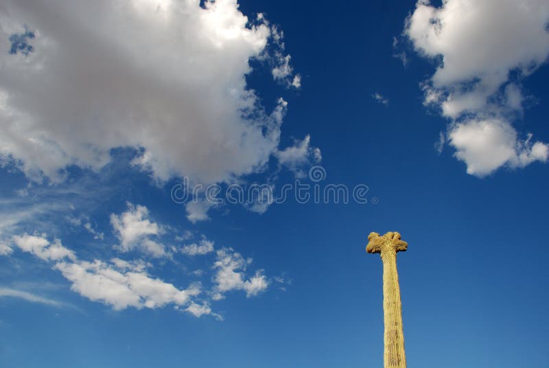 Alien Cactus stock photo. Image of desert, cacti, poster - 10770588