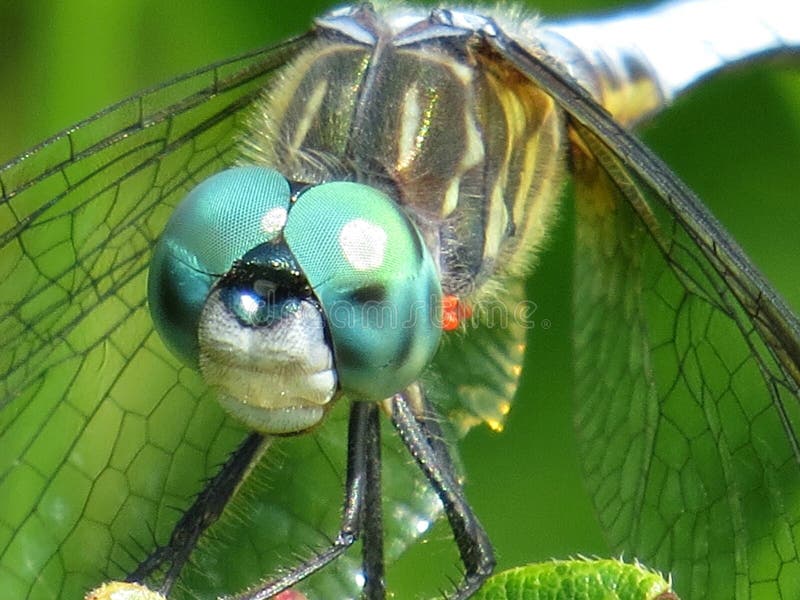 4,213 Alien Eyes Stock Photos - Free & Royalty-Free Stock Photos from ...