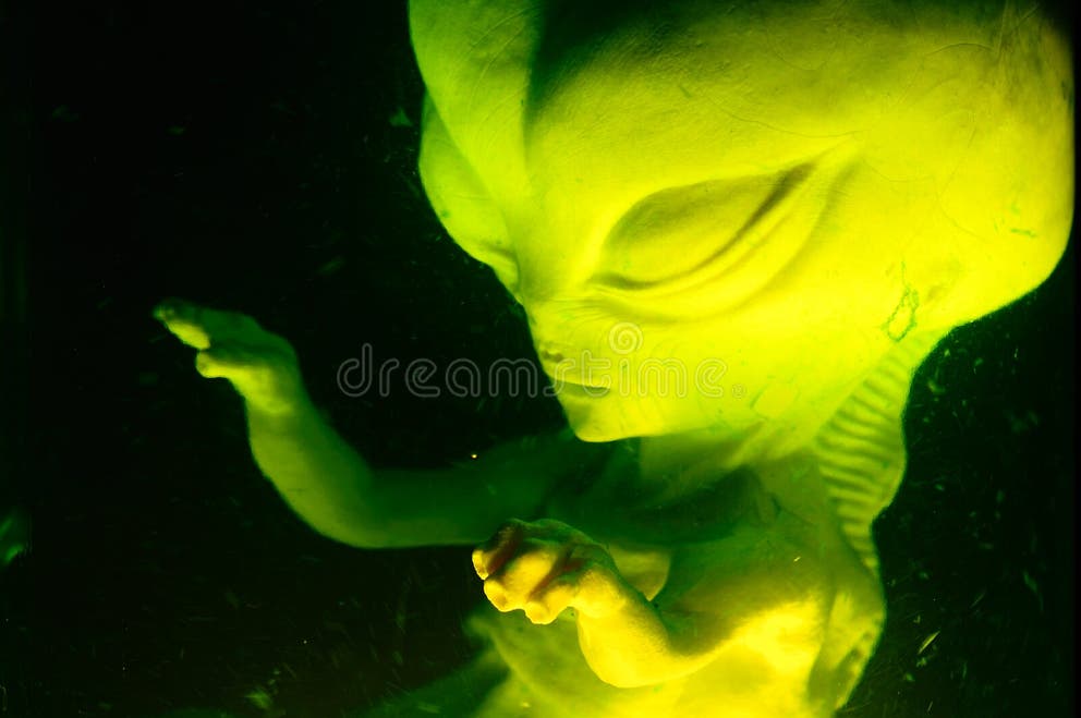 Alien Fetus stock photo. Image of freaky, little, fluid - 7126930
