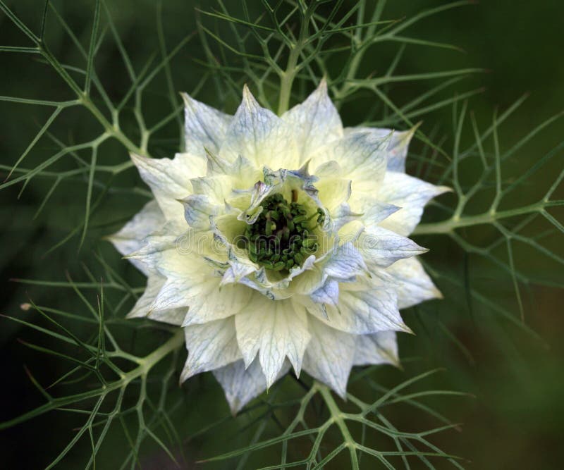 Alien Flower stock image. Image of alien, green, soft - 2735707