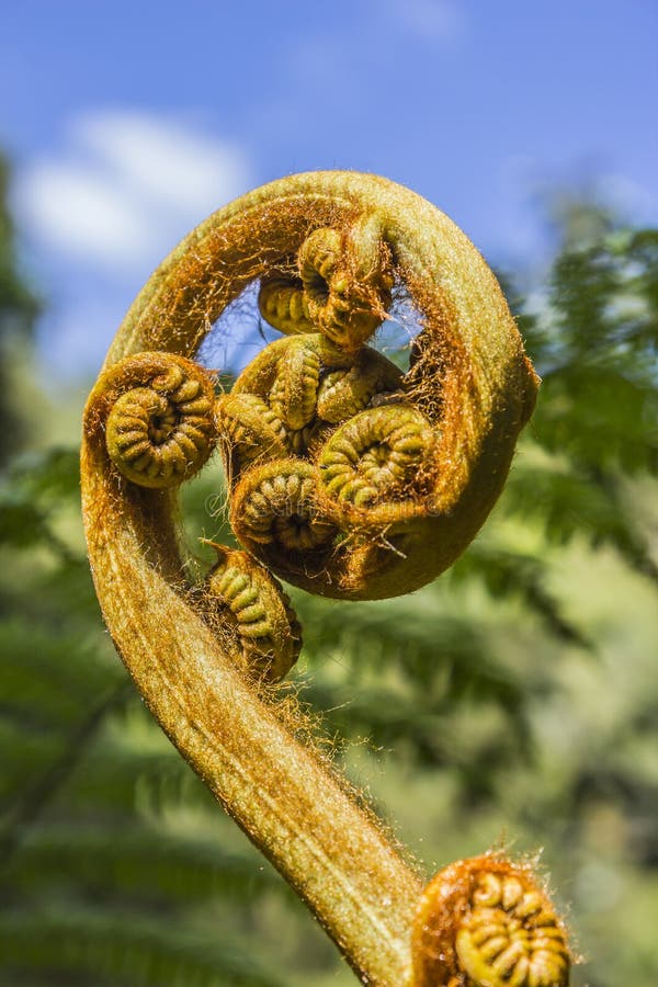 Alien Flower stock photo. Image of orange, pistil, natural - 28447262