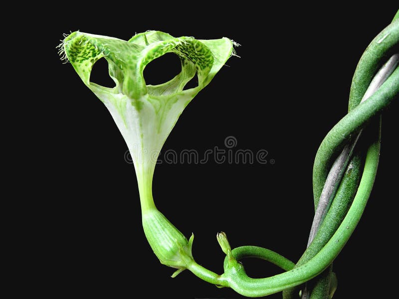 Alien Flower stock image. Image of ceropegia, hair, round - 476915