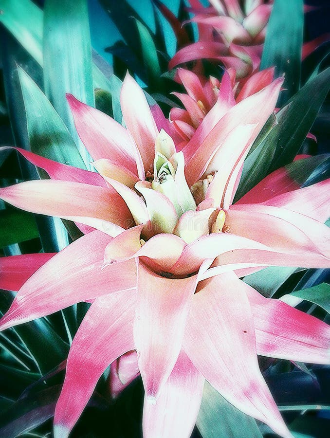 Alien Flower stock image. Image of flower, alien, bloom - 42735245