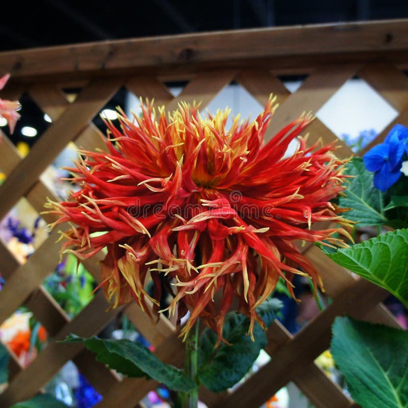 Alien Flower stock image. Image of flower, alien, bloom - 42735245