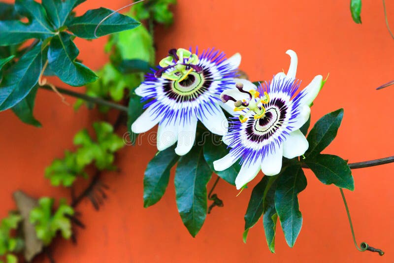 Alien Flowers stock photo. Image of flora, flower, flowers - 39681858