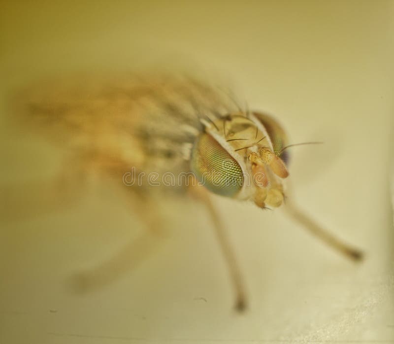 Alien Fly in a Small Plant with a Yellow Background Stock Image - Image ...