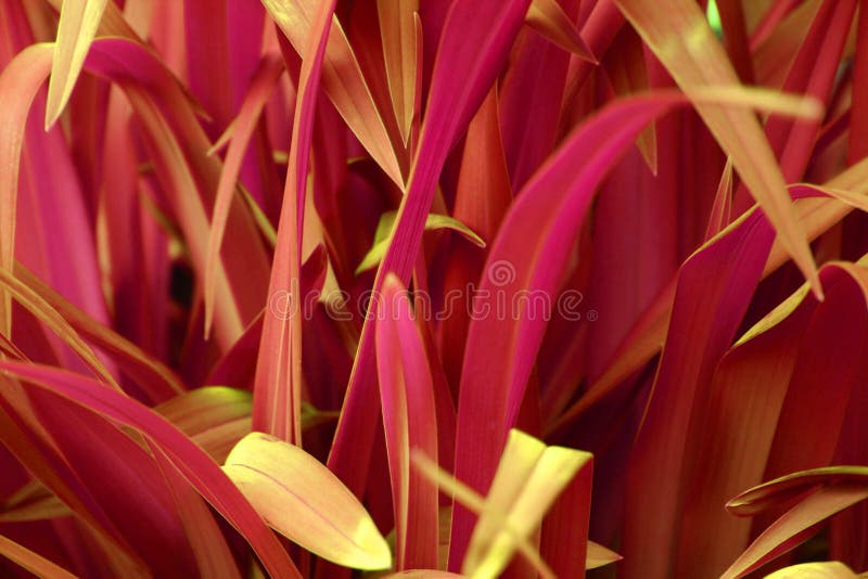 Alien Grass Picture. Image: 2293444