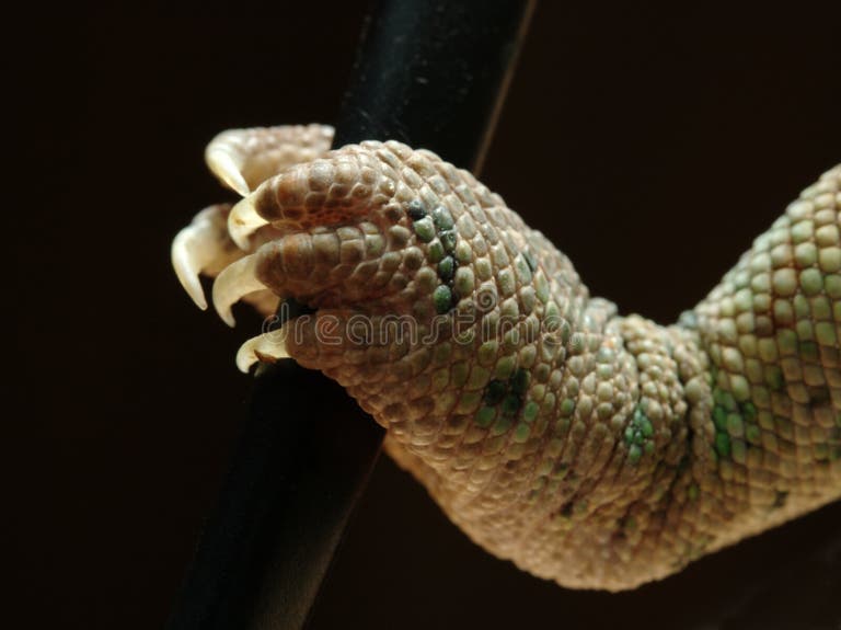 Alien hand stock photo. Image of hand, halloween, lizard - 21407378