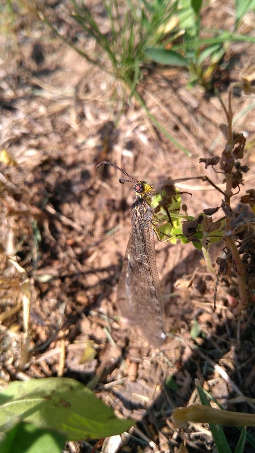 Alien insect stock photo. Image of wings, insect, alien - 94940990