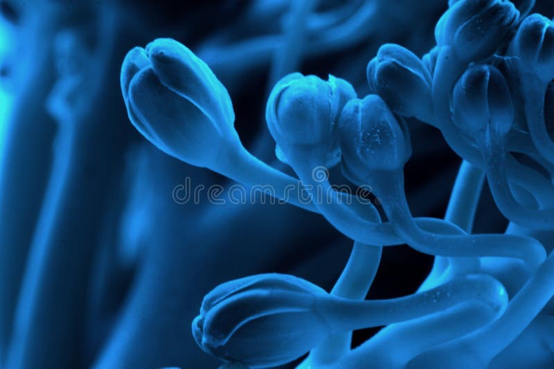 Bacteria stock photo. Image of closeup, macro, acid, dark - 1258054