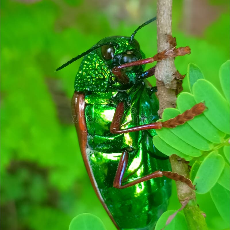 Dragonfly Alien Stock Photos - Free & Royalty-Free Stock Photos from ...