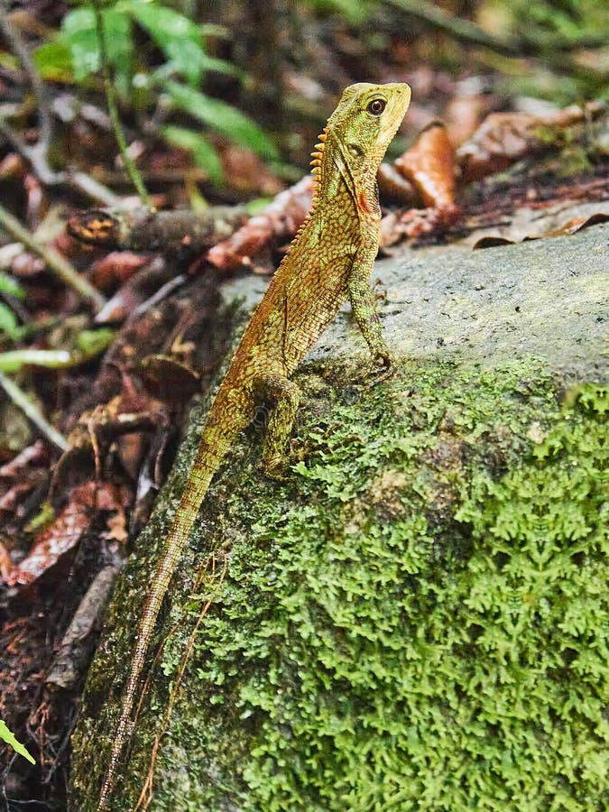 Alien lizard posing stock image. Image of common, amazon - 262747755