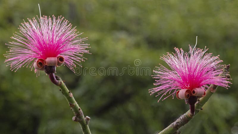 Alien Pink Species stock photo. Image of pink, limb - 215096626