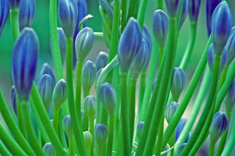 Alien Plant stock photo. Image of green, alien, close, blue - 411872