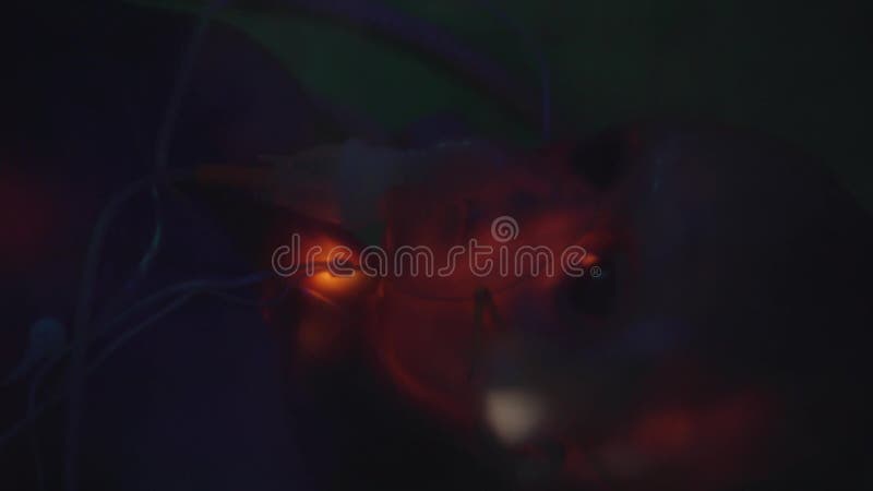 Alien on table in museum. stock video. Video of observatory - 137424601