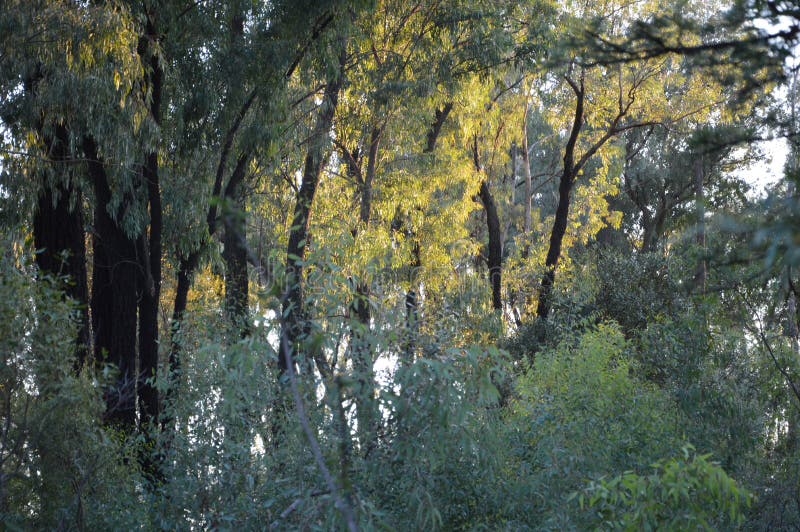 Alien Trees in South Africa Stock Photo - Image of alien, point: 112914116