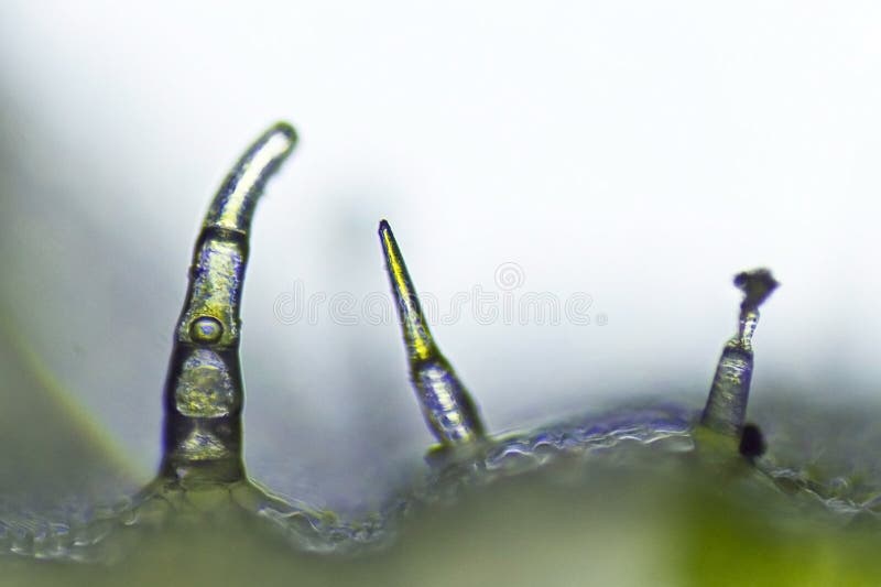 Alien world stock photo. Image of damsel, nature, green - 74876922