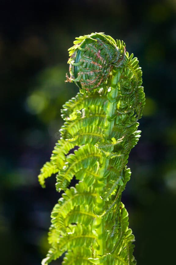 Aliens stock image. Image of flora, leaves, field, leaf - 92876027