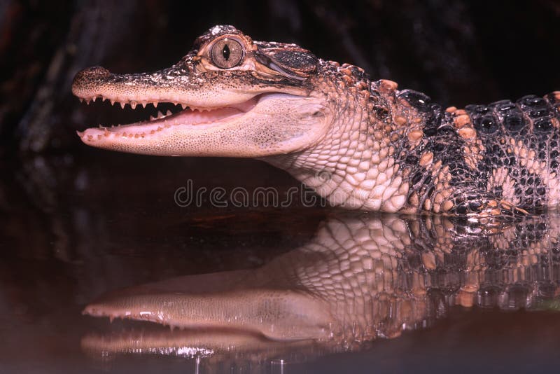Aligator zdjęcie stock. Obraz złożonej z natura, woda - 5574782