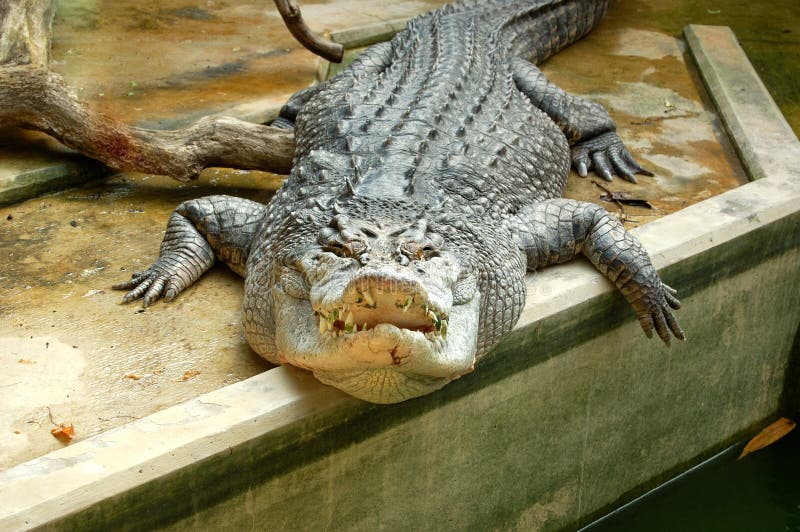 Aligator obraz stock. Obraz złożonej z konceptualny, nadwodny - 908277