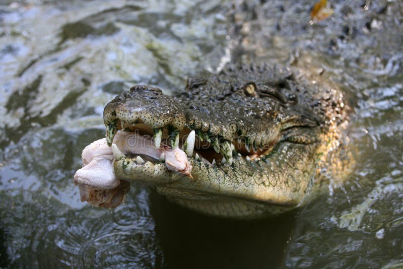 Aligator editorial stock photo. Image of amphibi, solo - 46627493