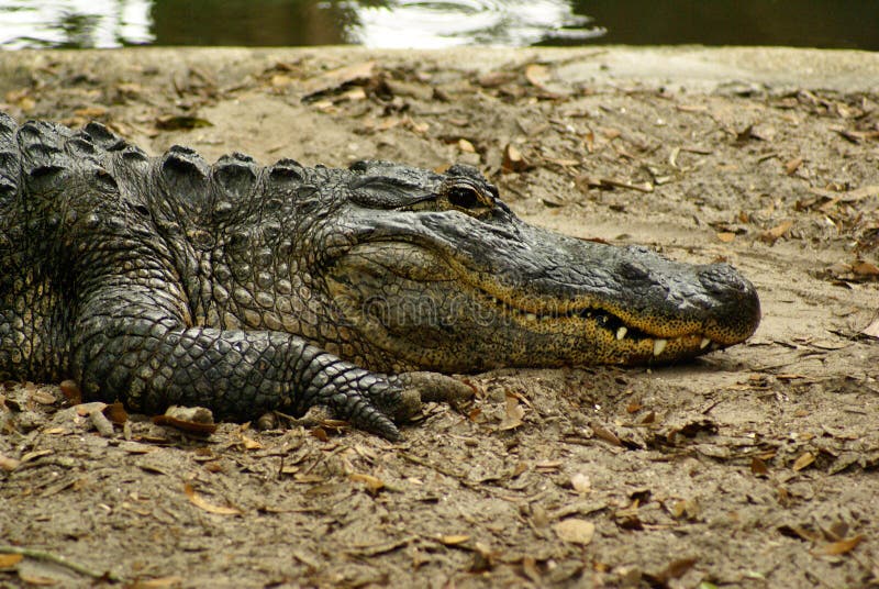 Aligator stock photo. Image of aligator, closeup, close - 43372494