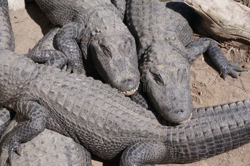 Aligator stock image. Image of dangerous, crawl, gator - 30589725