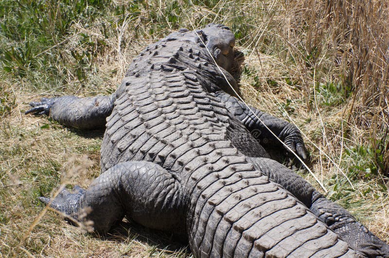 Aligator stock image. Image of teeth, danger, gator, reptile - 30589733