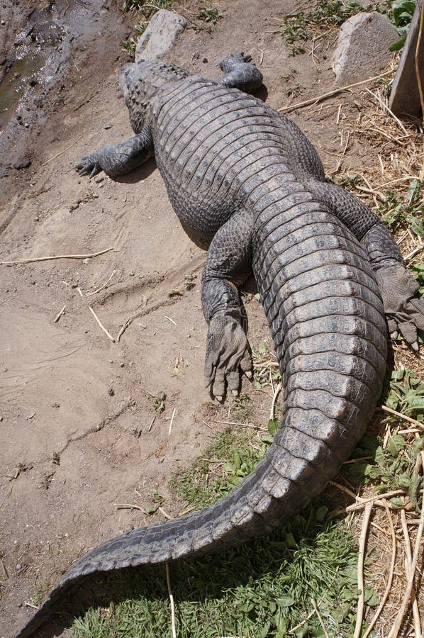 Aligator stock image. Image of dangerous, crawl, gator - 30589725