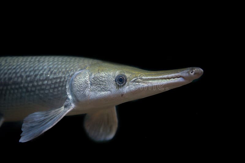 Aligator Gar stock photo. Image of lepisosteus, isolated - 54303374