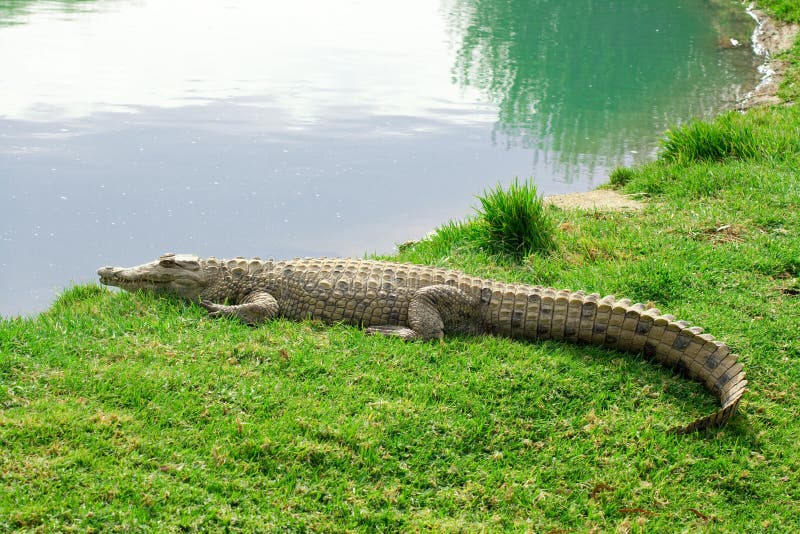 Big Crocodile Laying On The Grass Stock Photo - Image of aggressive ...