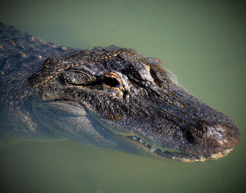 Aligator Head Above Water Predator Stock Image - Image of wildlife ...