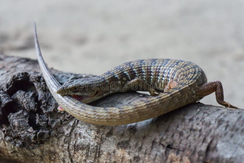 Biting your own tail stock image. Image of lizard, bites - 134360641