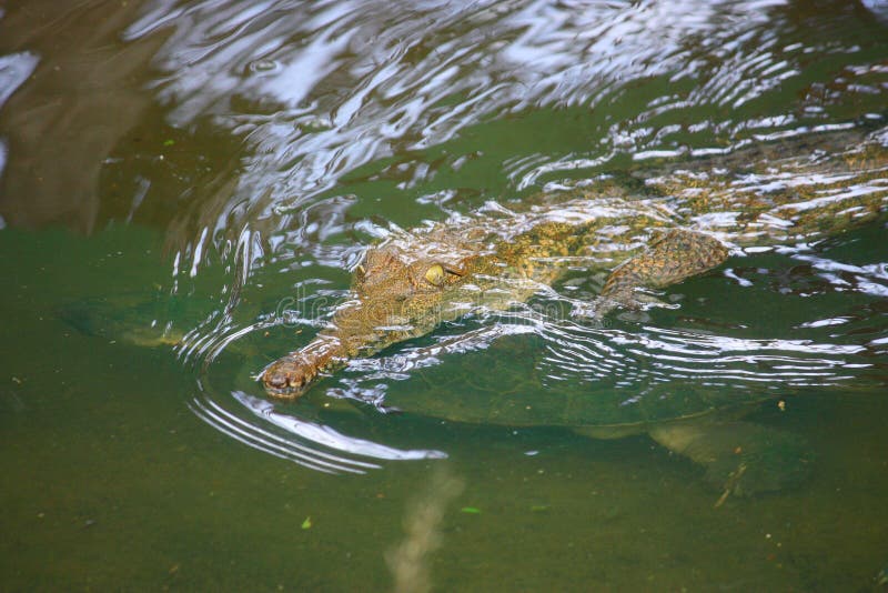 Aligator stock image. Image of water, australia, wildlife - 40940497