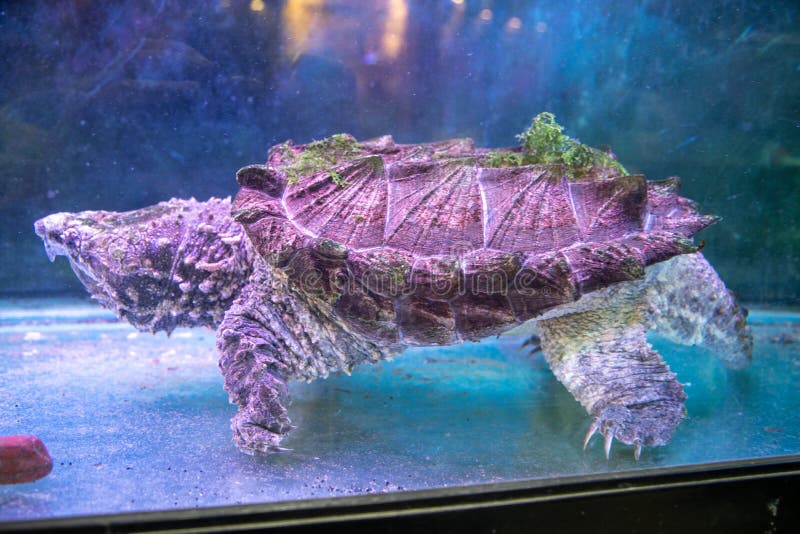 Aligator Snapping Turtle Exotic Pets Stock Image - Image of natural ...