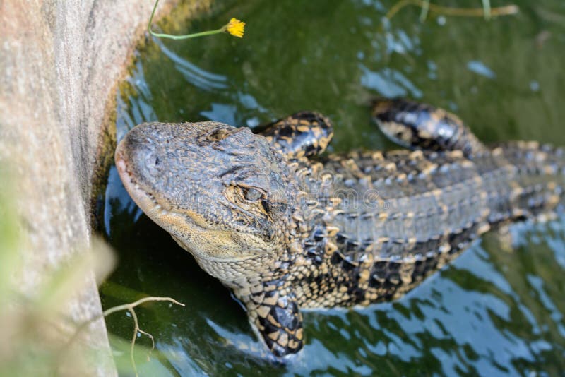 Aligator swimming stock image. Image of animal, scale - 19831071
