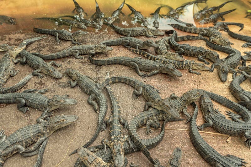 Aligators in Everglades Alligator Farm. Florida. Stock Photo - Image of ...
