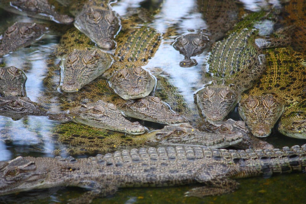 Aligators stock image. Image of green, animal, reptile - 40941319